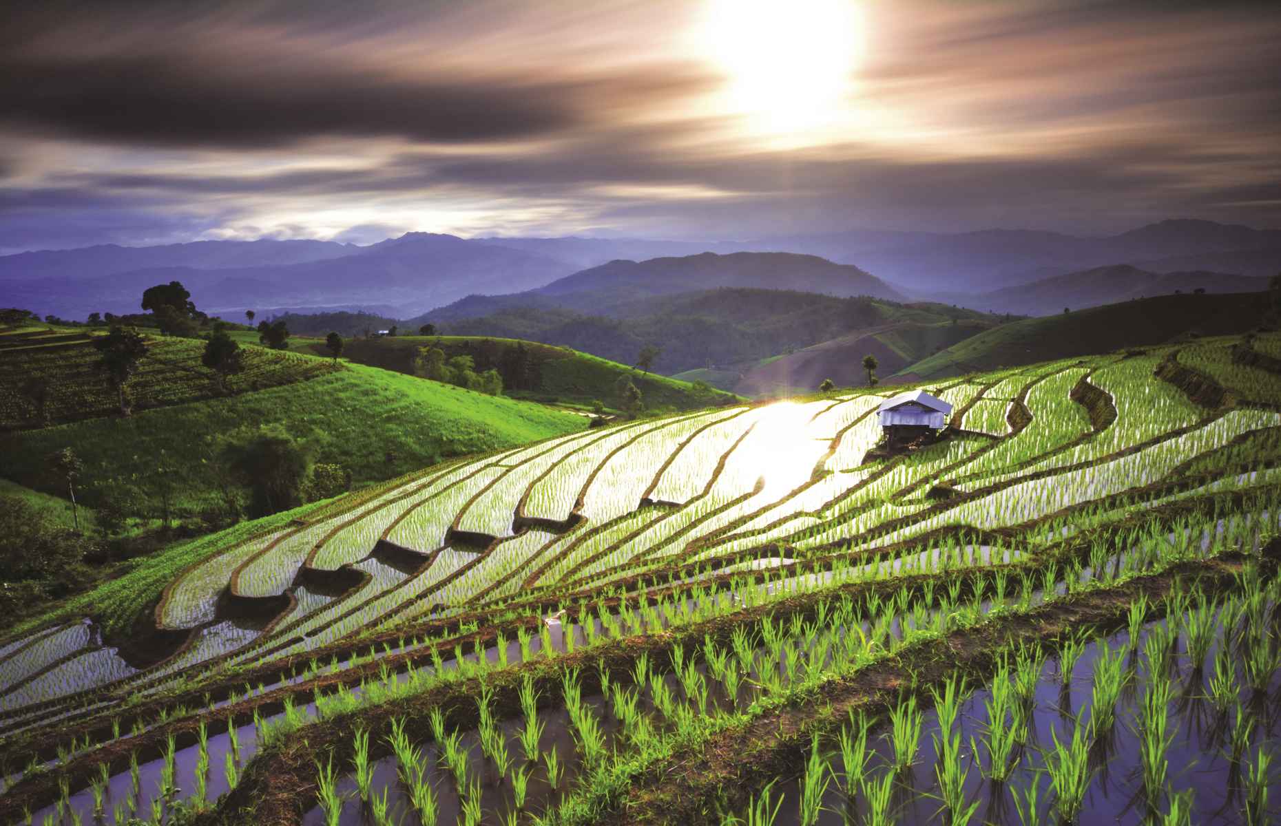 Visual arts rice terraces Asie Infiny